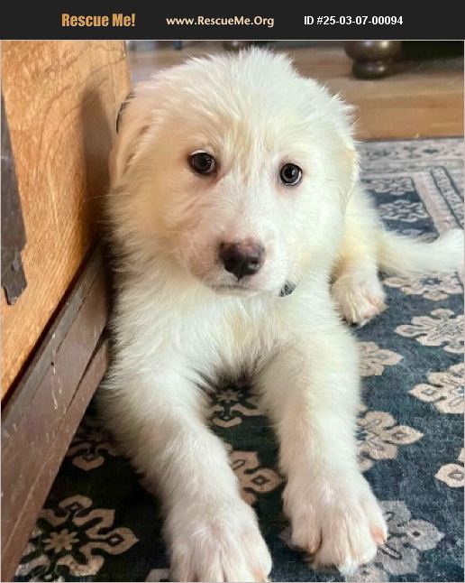 ADOPT 25030700094 ~ Great Pyrenees Rescue ~ Mead, CO