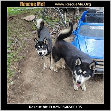 - Ohio Siberian Husky Rescue - ADOPTIONS - Rescue Me!