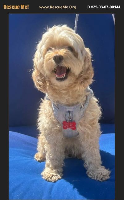 ADOPT 25030700144 ~ Cockapoo Rescue ~ Cape Coral, FL