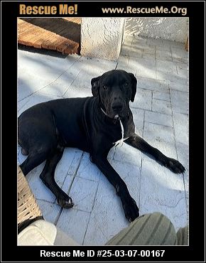 - Nevada Dog Rescue - ADOPTIONS - Rescue Me!