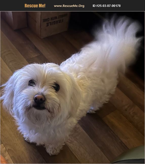 ADOPT 25030700178 ~ Maltese Rescue ~ San Leandro, CA