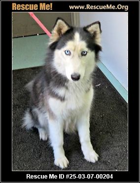 - Virginia Siberian Husky Rescue - ADOPTIONS - Rescue Me!