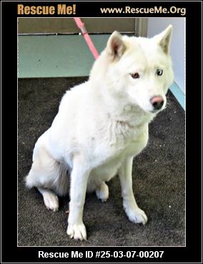 - Virginia Siberian Husky Rescue - ADOPTIONS - Rescue Me!