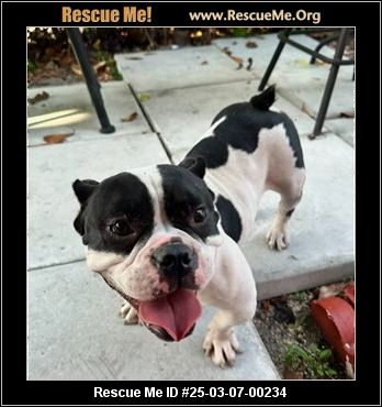 - Florida Bulldog Rescue - ADOPTIONS - Rescue Me!