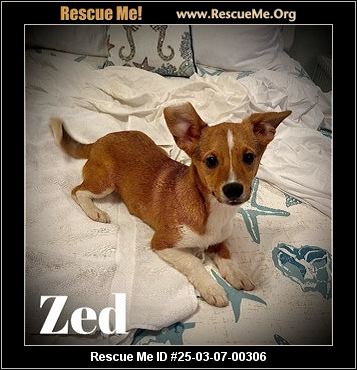 - Georgia Dog Rescue - ADOPTIONS - Rescue Me!