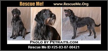 - Illinois Schnauzer Rescue - ADOPTIONS - Rescue Me!