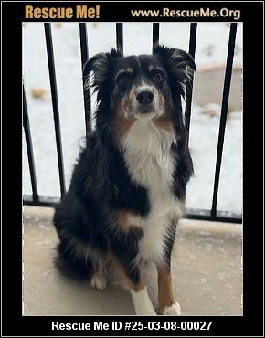 - North Carolina Australian Shepherd Rescue - ADOPTIONS - Rescue Me!