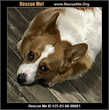 - Virginia Corgi Rescue - ADOPTIONS - Rescue Me!