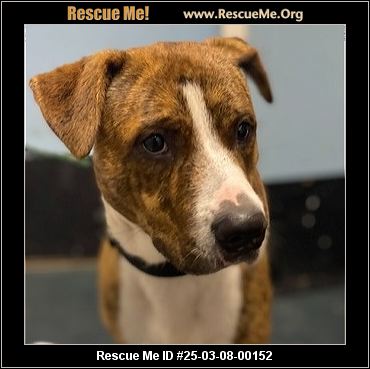 - Texas Mutt Rescue - ADOPTIONS - Rescue Me!