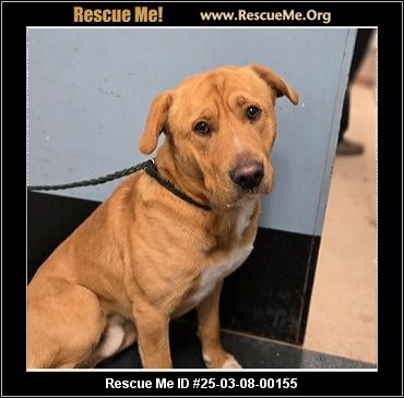- Texas Mutt Rescue - ADOPTIONS - Rescue Me!