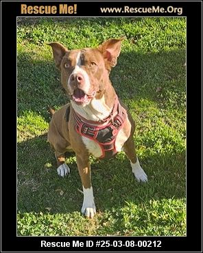 - California Pit Bull Rescue - ADOPTIONS - Rescue Me!