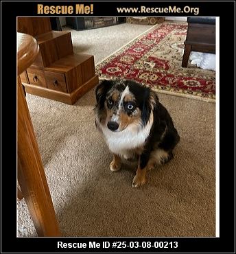 - Washington Australian Shepherd Rescue - ADOPTIONS - Rescue Me!