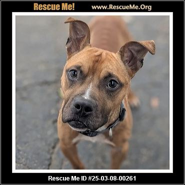 - Florida Boxer Rescue - ADOPTIONS - Rescue Me!