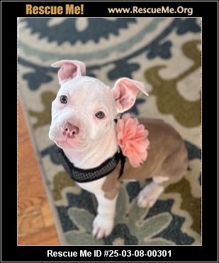 - Colorado Mutt Rescue - ADOPTIONS - Rescue Me!