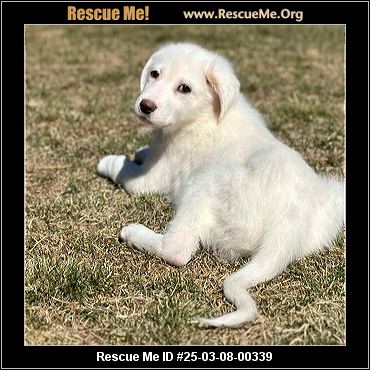 - Colorado Great Pyrenees Rescue - ADOPTIONS - Rescue Me!