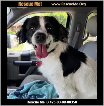 - Georgia Border Collie Rescue - ADOPTIONS - Rescue Me!