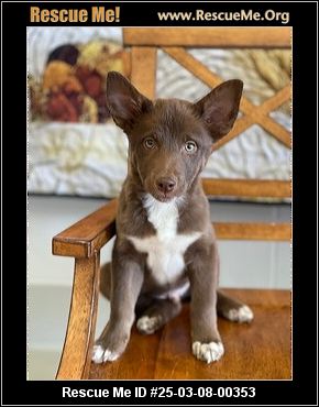 - Georgia Dog Rescue - ADOPTIONS - Rescue Me!