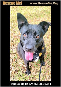 - Alabama Dog Rescue - ADOPTIONS - Rescue Me!