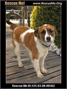 - Georgia Border Collie Rescue - ADOPTIONS - Rescue Me!