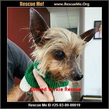 - Texas Yorkie Rescue - ADOPTIONS - Rescue Me!