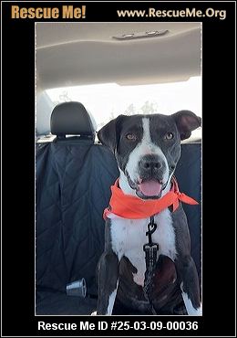 - New York Dog Rescue - ADOPTIONS - Rescue Me!