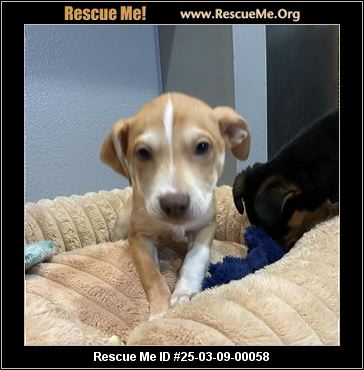 - Wisconsin Corgi Rescue - ADOPTIONS - Rescue Me!