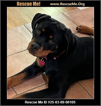 - California Rottweiler Rescue - ADOPTIONS - Rescue Me!