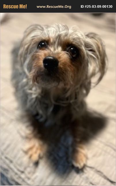 ADOPT 25030900130 ~ Yorkie Rescue ~ Longwood, FL