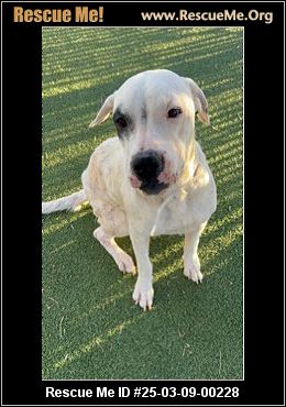 - California American Bulldog Rescue - ADOPTIONS - Rescue Me!