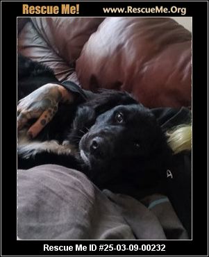 - Ohio Golden Retriever Rescue - ADOPTIONS - Rescue Me!