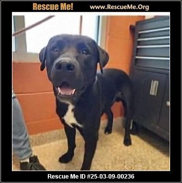 - Colorado Lab Rescue - ADOPTIONS - Rescue Me!