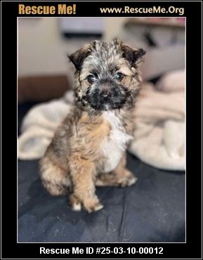 - California Yorkie Rescue - ADOPTIONS - Rescue Me!