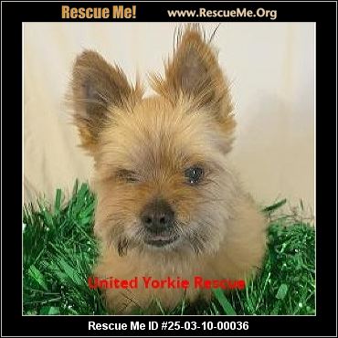 - Texas Yorkie Rescue - ADOPTIONS - Rescue Me!