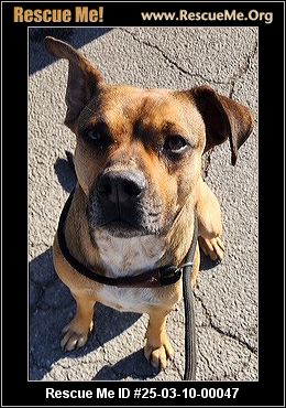 - Oklahoma Dog Rescue - ADOPTIONS - Rescue Me!