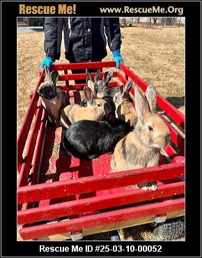 - Illinois Rabbit Rescue - ADOPTIONS - Rescue Me!
