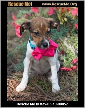 - Georgia Dog Rescue - ADOPTIONS - Rescue Me!