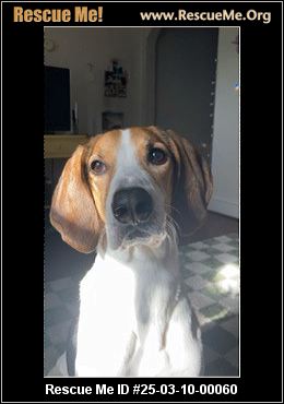 - North Carolina Dog Rescue - ADOPTIONS - Rescue Me!