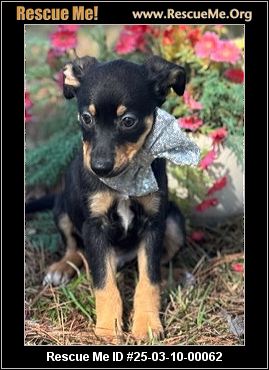 - Georgia Dog Rescue - ADOPTIONS - Rescue Me!