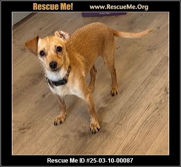 - New Mexico Dog Rescue - ADOPTIONS - Rescue Me!