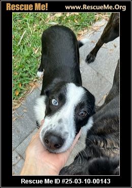 - Florida Border Collie Rescue - ADOPTIONS - Rescue Me!