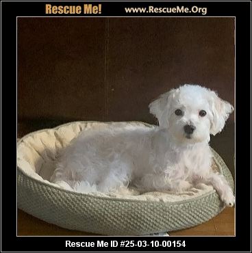 - California Maltese Rescue - ADOPTIONS - Rescue Me!