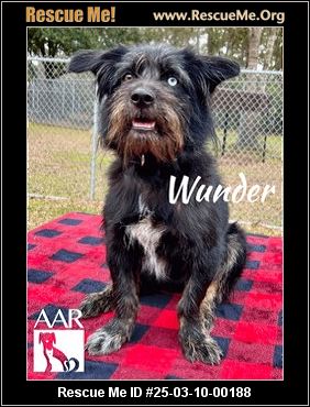 - Texas Schnauzer Rescue - ADOPTIONS - Rescue Me!
