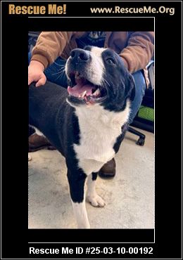 - Colorado Border Collie Rescue - ADOPTIONS - Rescue Me!