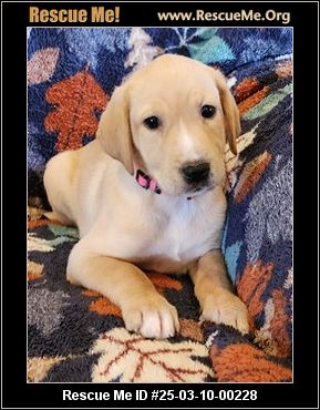 - Fur Fun Rescue Inc - Lisbon, IA - AVAILABLE PETS