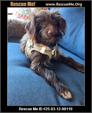 - Texas Schnauzer Rescue - ADOPTIONS - Rescue Me!