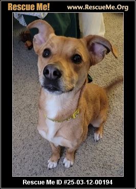 - Texas Corgi Rescue - ADOPTIONS - Rescue Me!