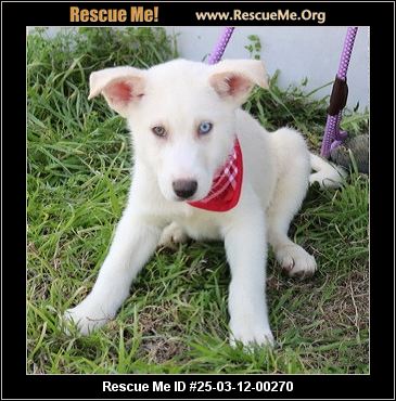 - Texas Mutt Rescue - ADOPTIONS - Rescue Me!