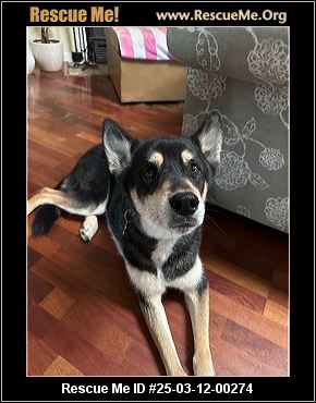 - Virginia Siberian Husky Rescue - ADOPTIONS - Rescue Me!