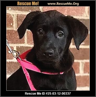 - Maryland Lab Rescue - ADOPTIONS - Rescue Me!