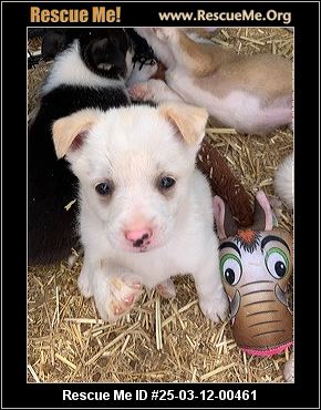 - Arizona Pomeranian Rescue - ADOPTIONS - Rescue Me!